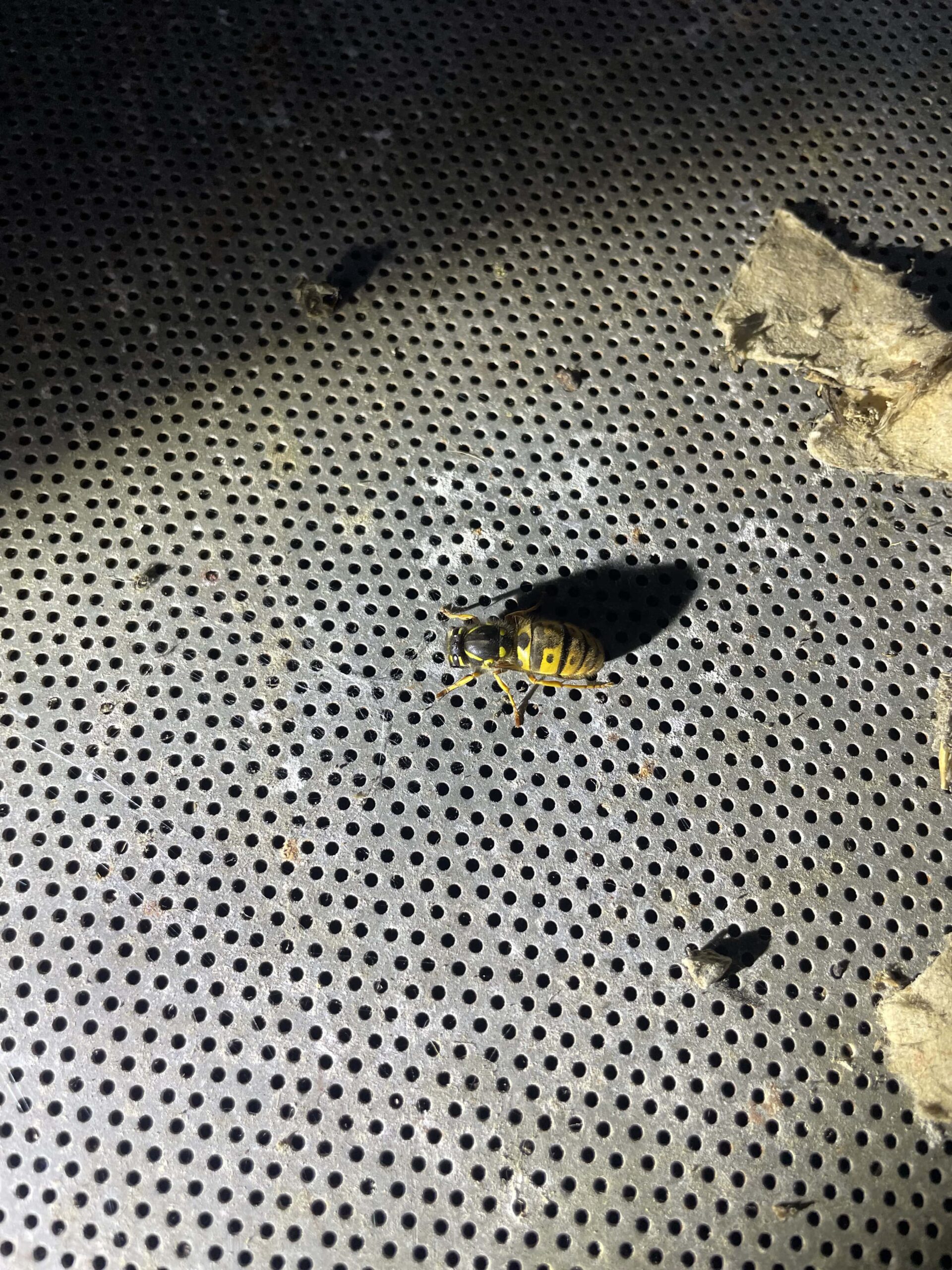 “Where do all the wasps go in winter? Do they hibernate?”